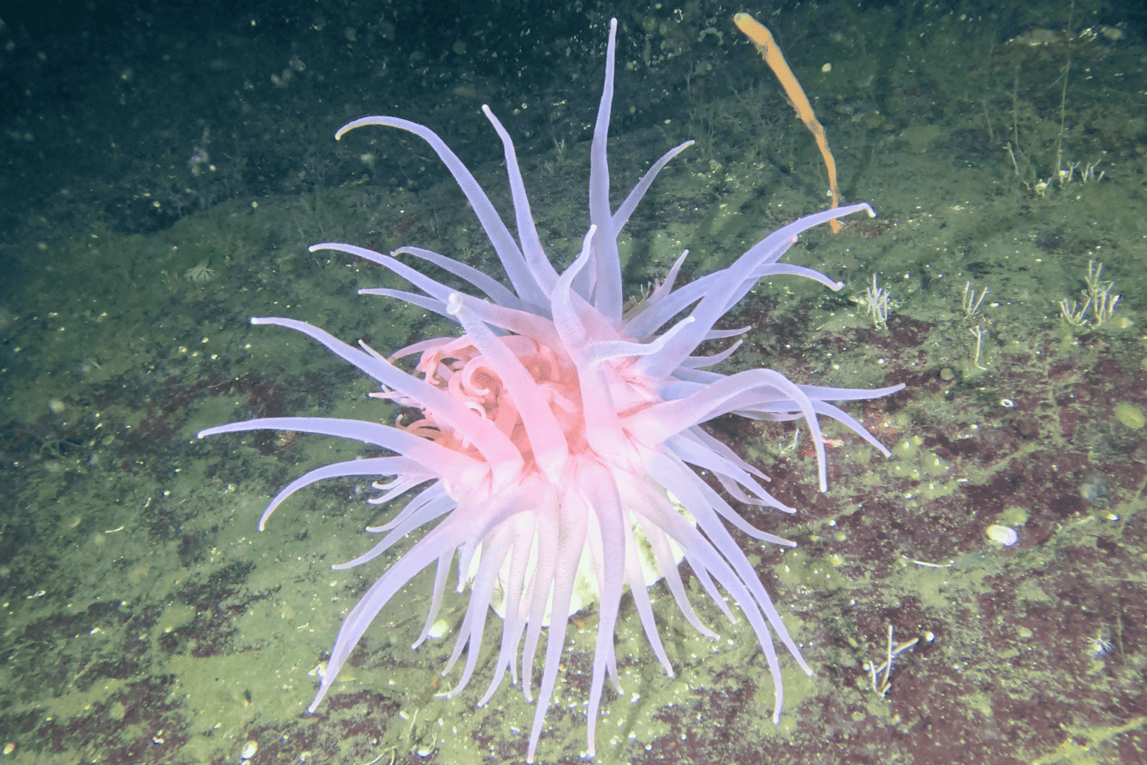 The unique marine environment for scuba diving campbell river